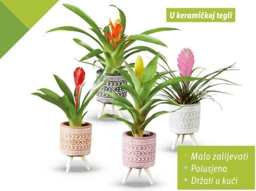 Mini bromelija: Akcija i Cijena (Lidl) od 29.1. | NajCijena.hr